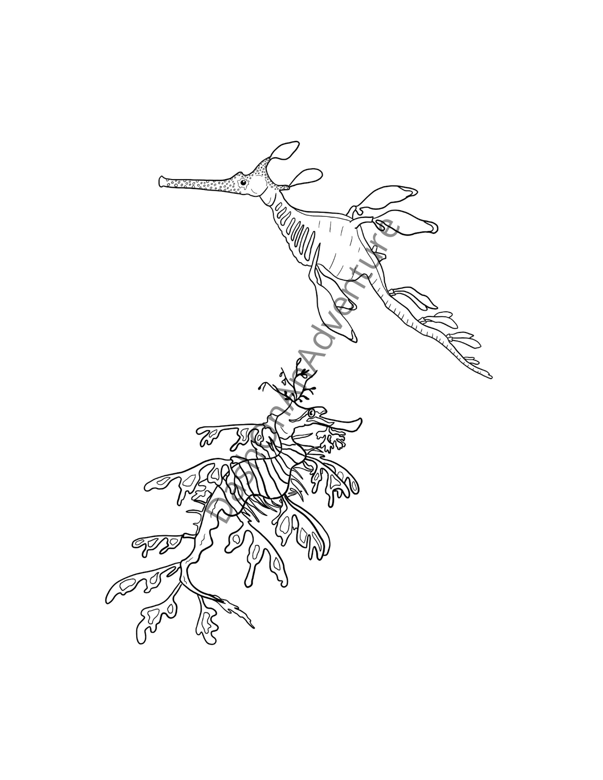 Sea Dragon Coloring Pages