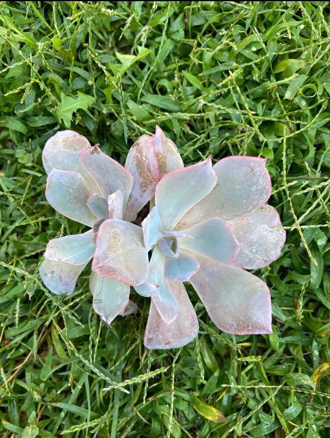 Echeveria Afterglow 2 Heads Baby Succent - Etsy