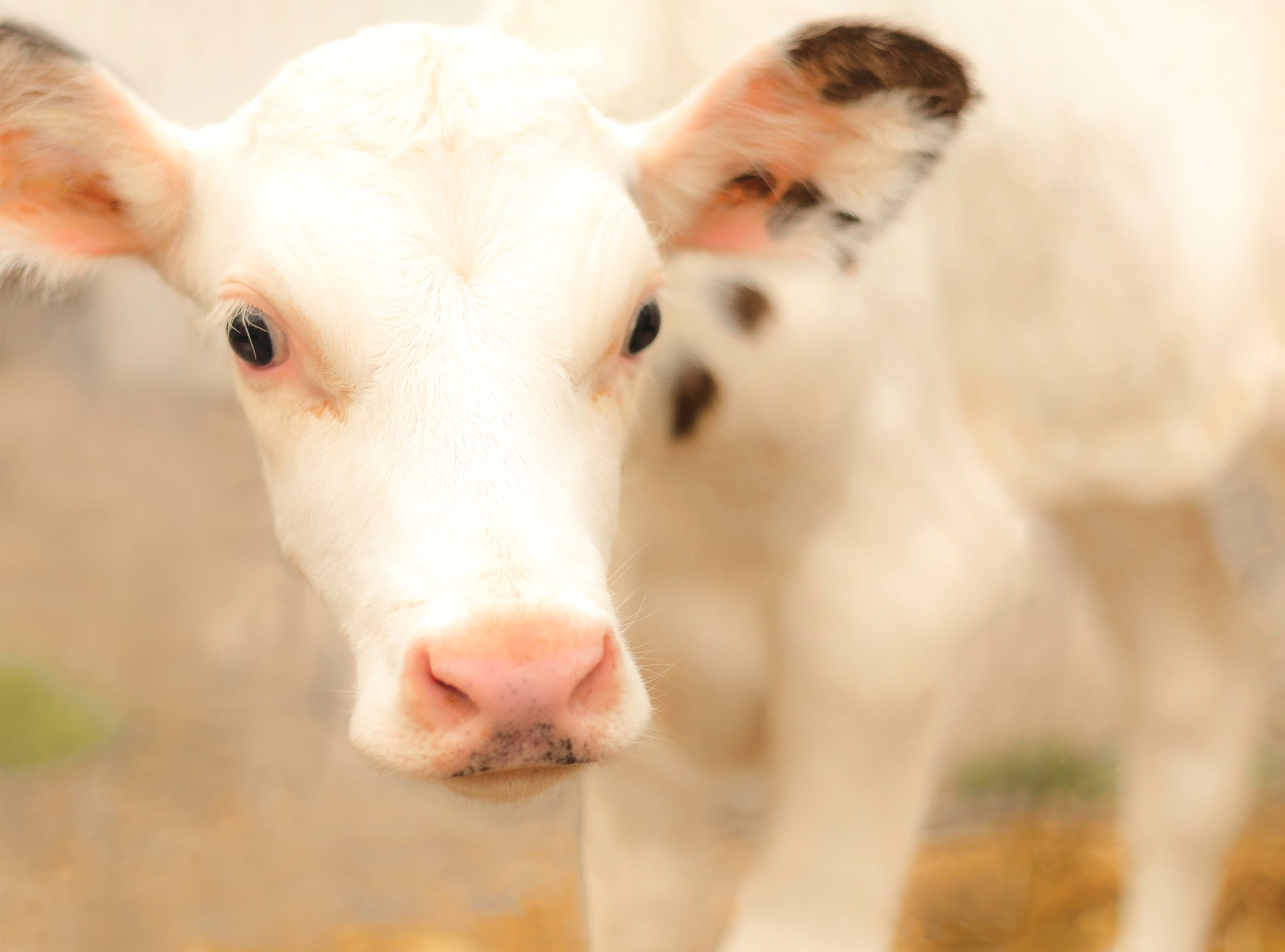 Baby Cow Calf Photograph Sweet Cream Baby Digital Printable Photo of ...