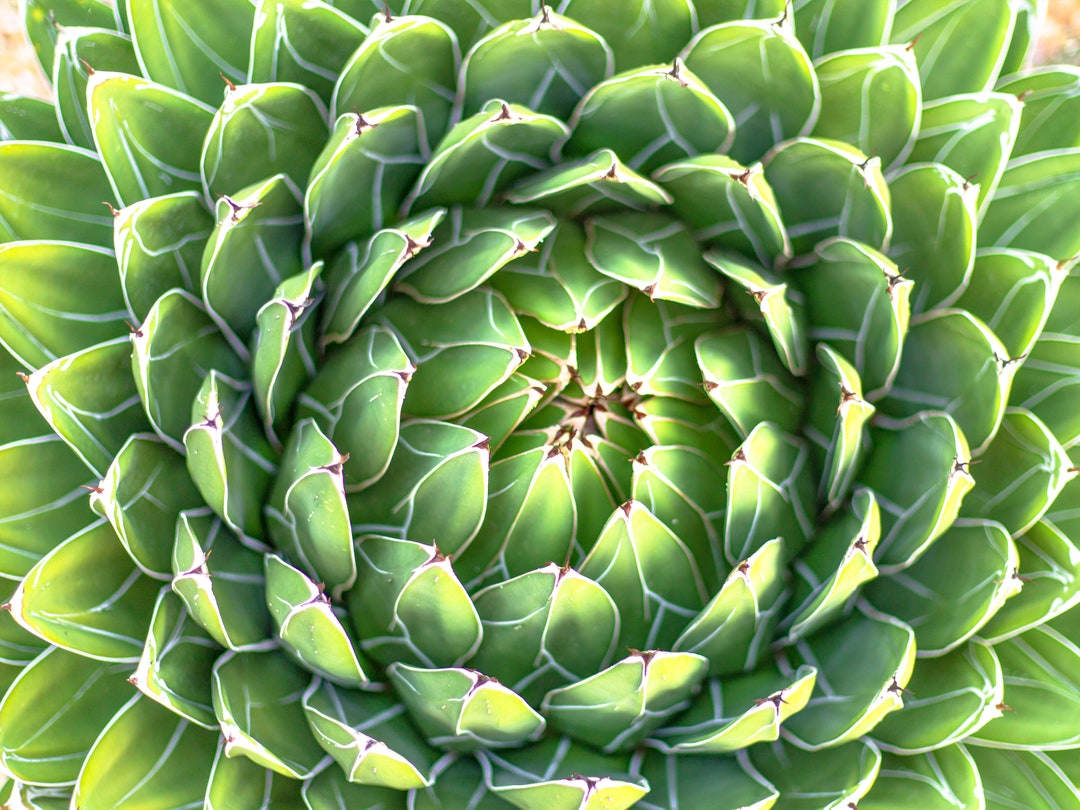 Cactus Photograph Queen Victoria Agave Cactus Desert Garden Plant Print ...