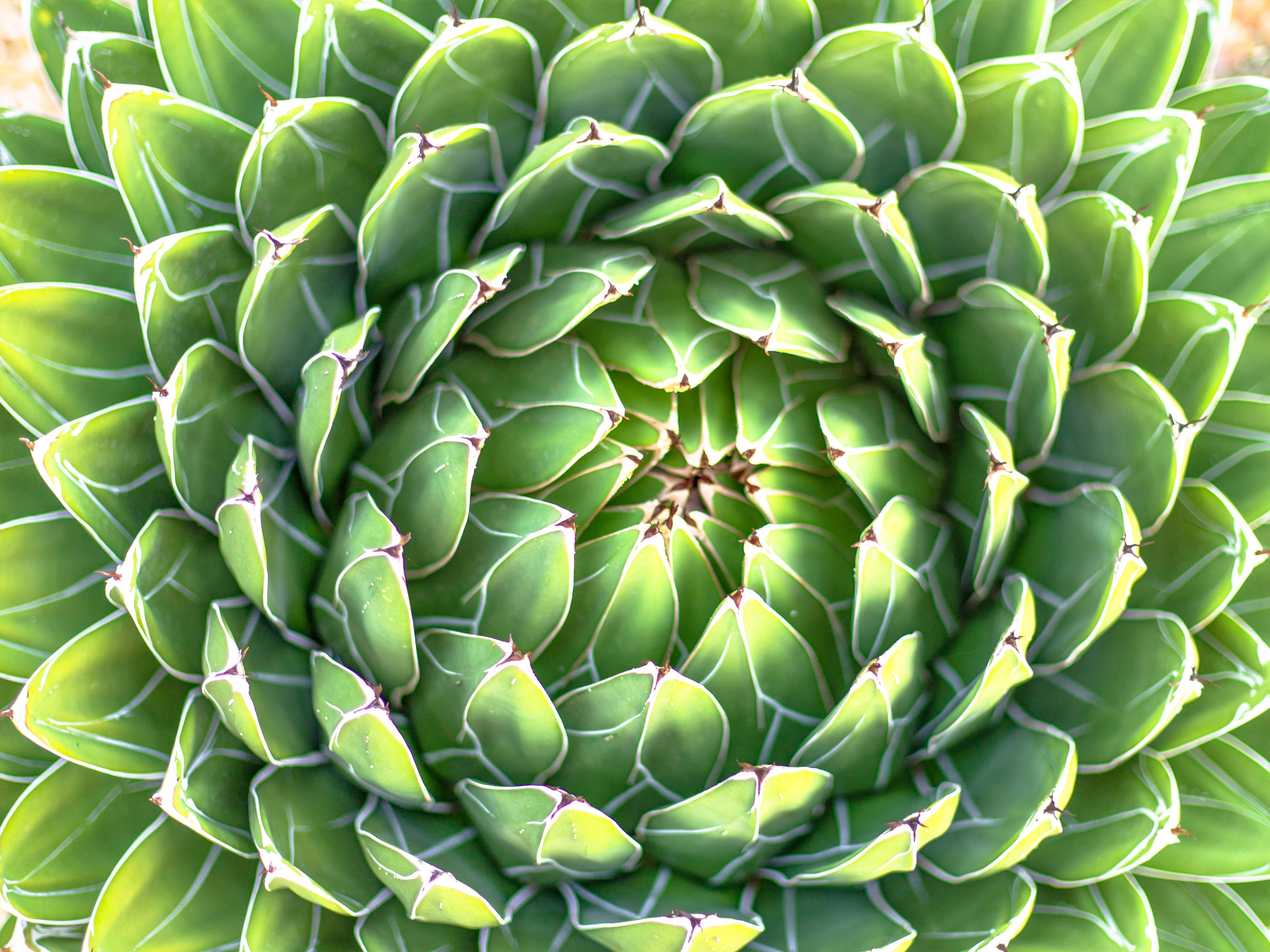 Cactus Photograph Queen Victoria Agave Cactus Desert Garden Plant Print ...