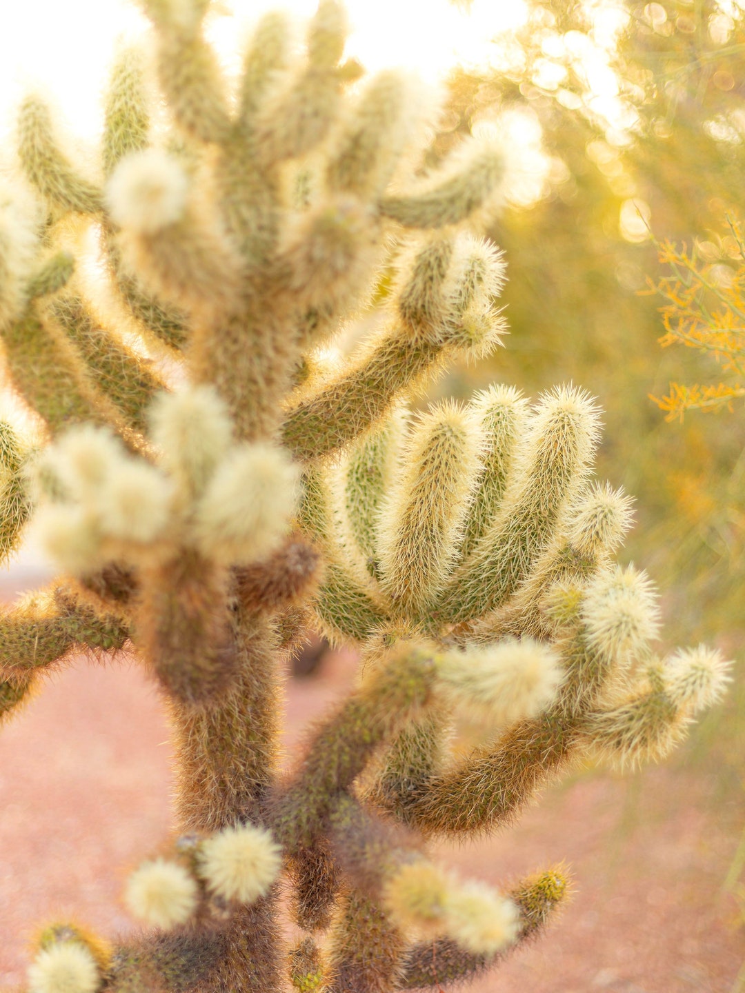 Cactus Photograph Teddy Bear Cactus Desert Garden Plant Print, Vertical ...