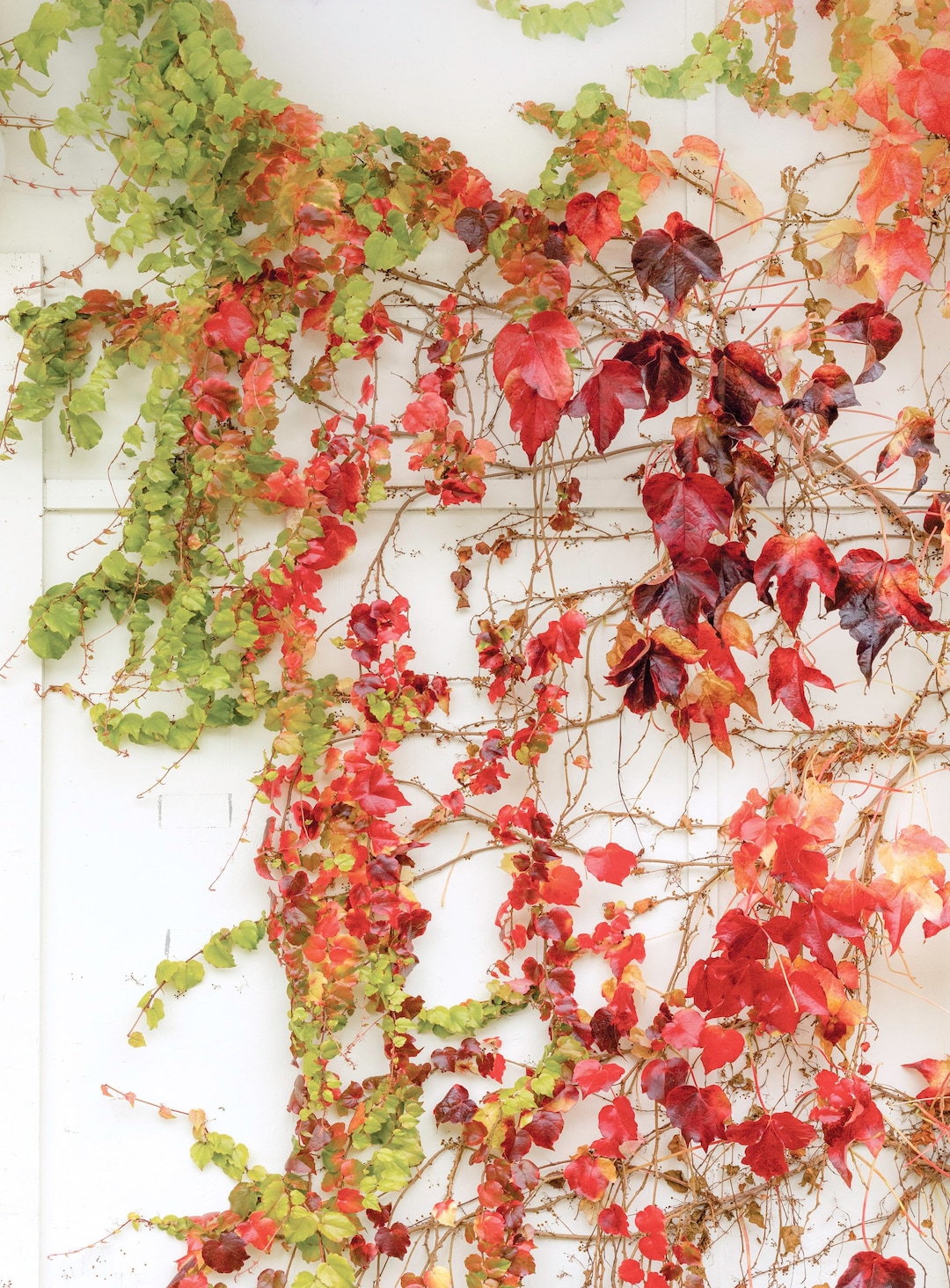 Colorful Creeping Vine Photograph Digital Fine Art Leaf Vine Print ...