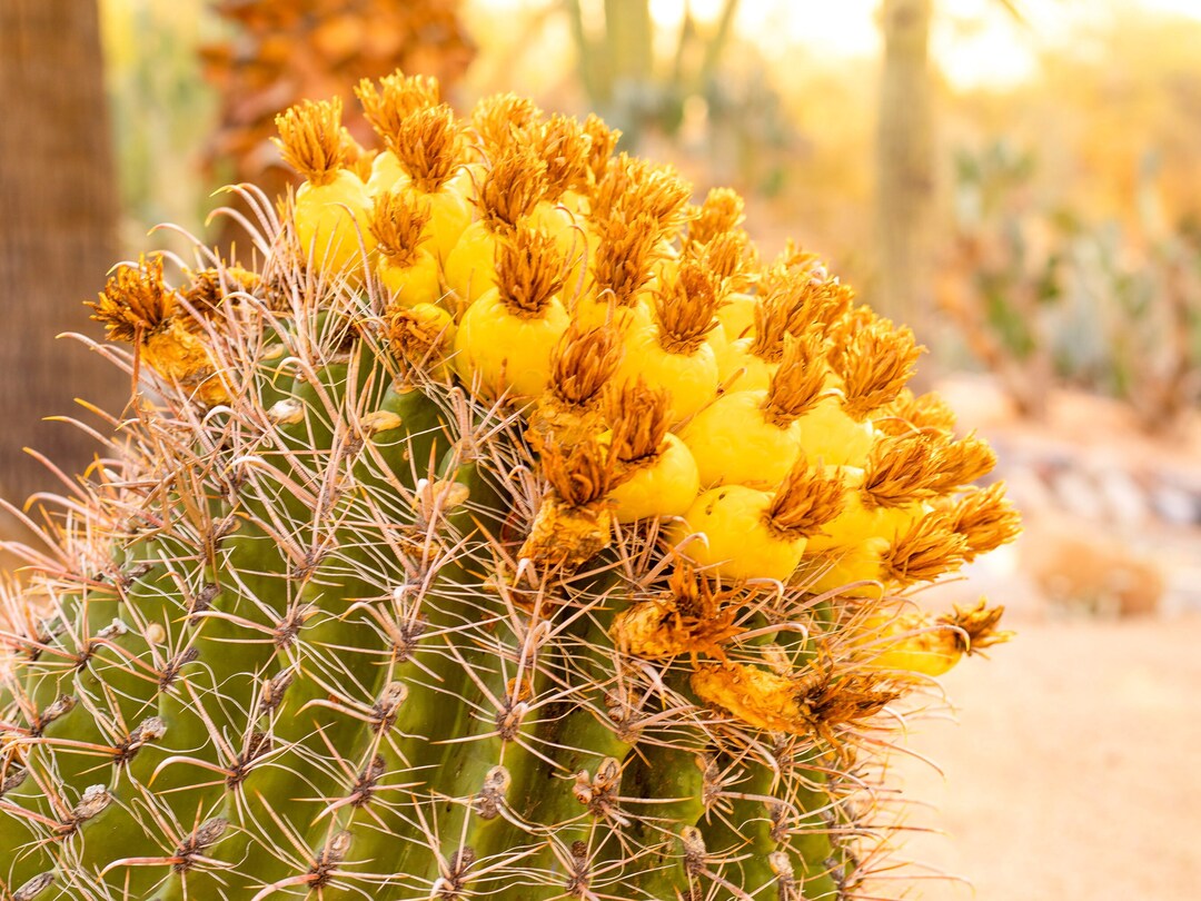 Cactus Photograph Horizontal Candy Barrel Cactus Desert Garden Plant ...