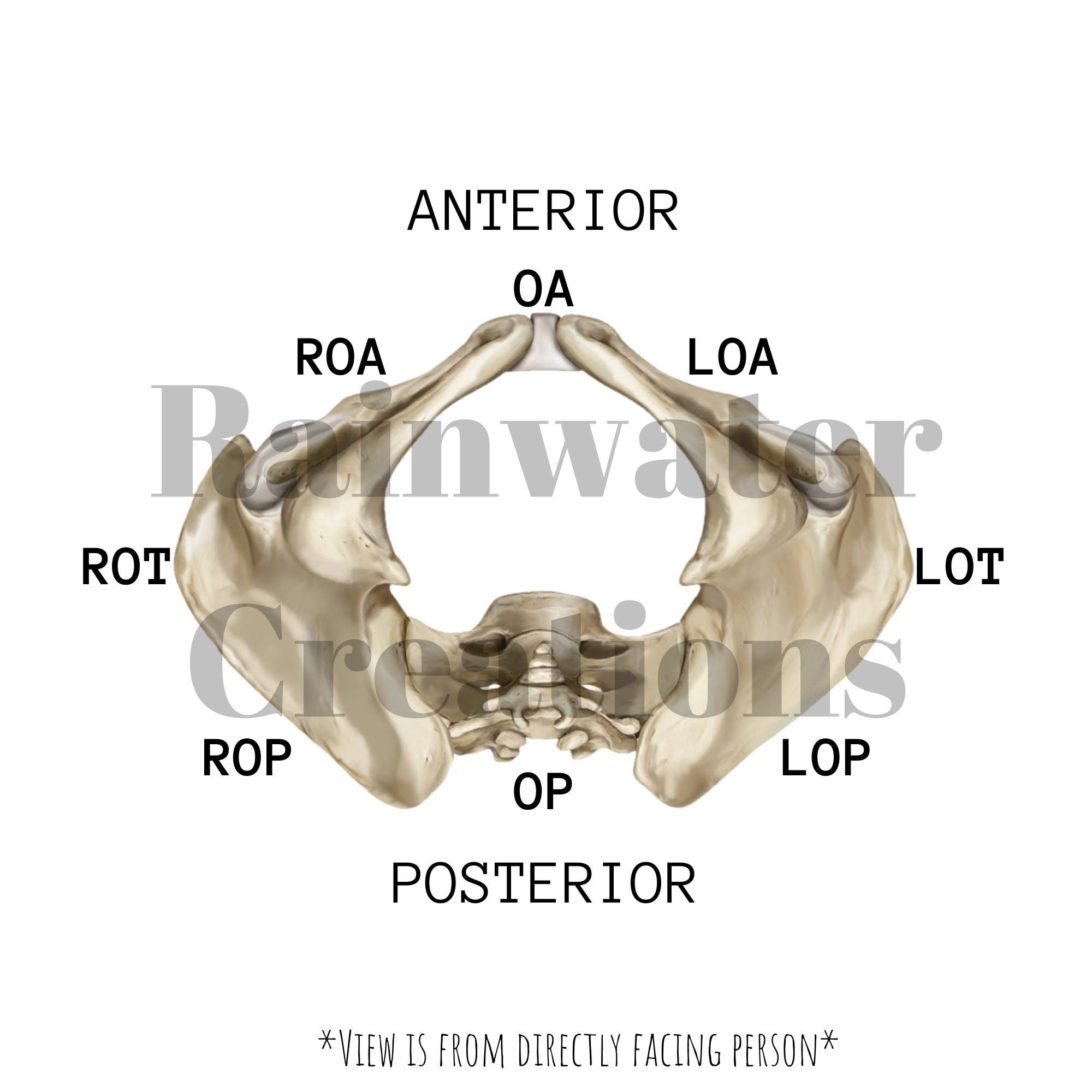 Fetal Position Badge Buddy, Pelvic Anatomy, OBGYN, Doula (PDF Download ...