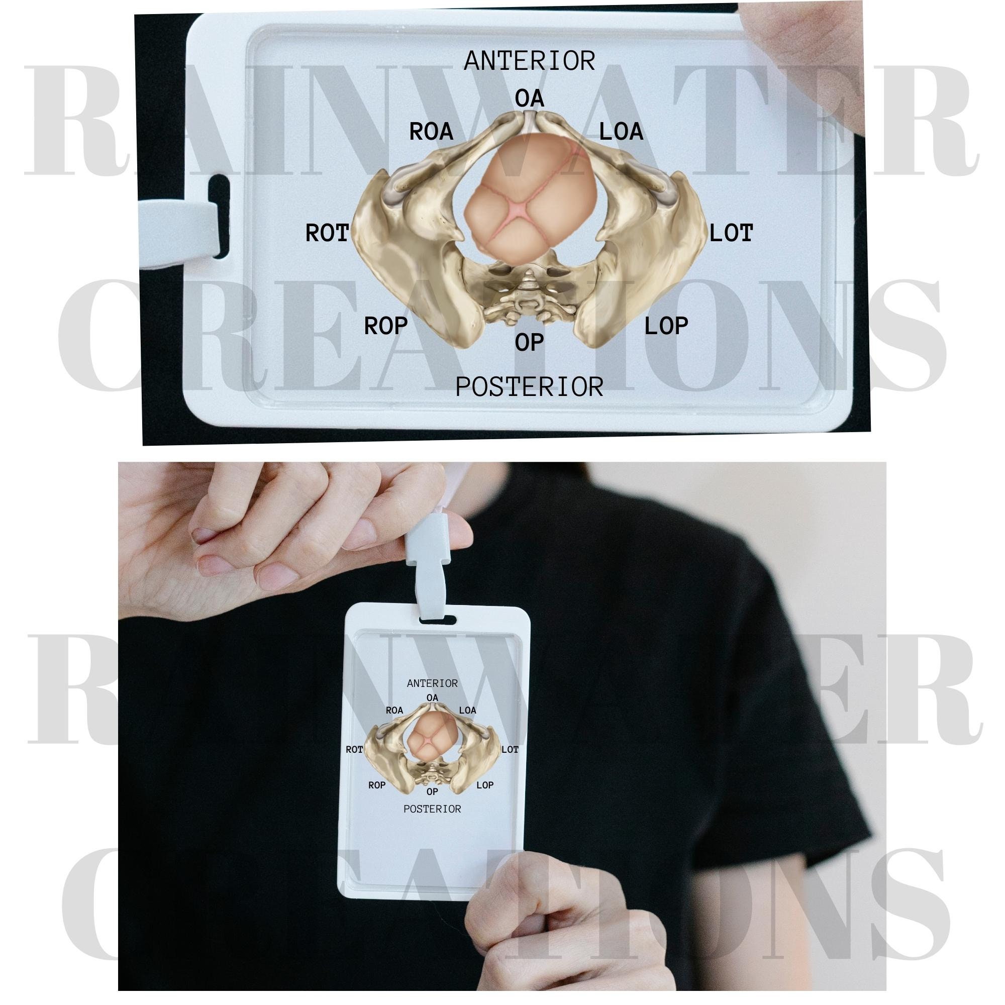 OBGYN Pelvis Anatomy, Labor and Delivery, Fetal Position, Badge Buddy ...