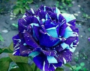 White Dragon Bush - Etsy