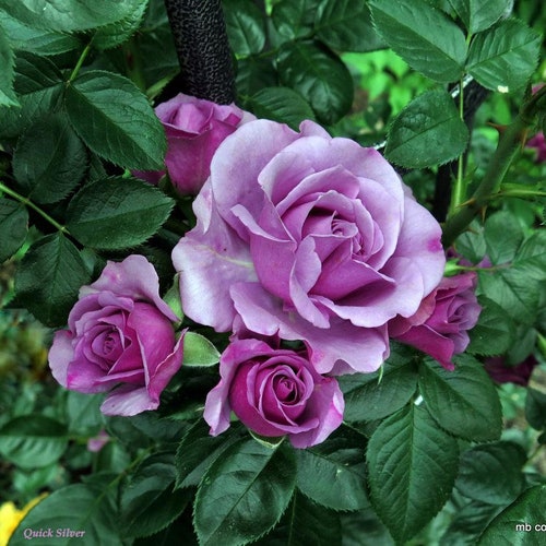 10PC Quicksilver Climbing Rose Bush Flower Seeds US Seller - Etsy