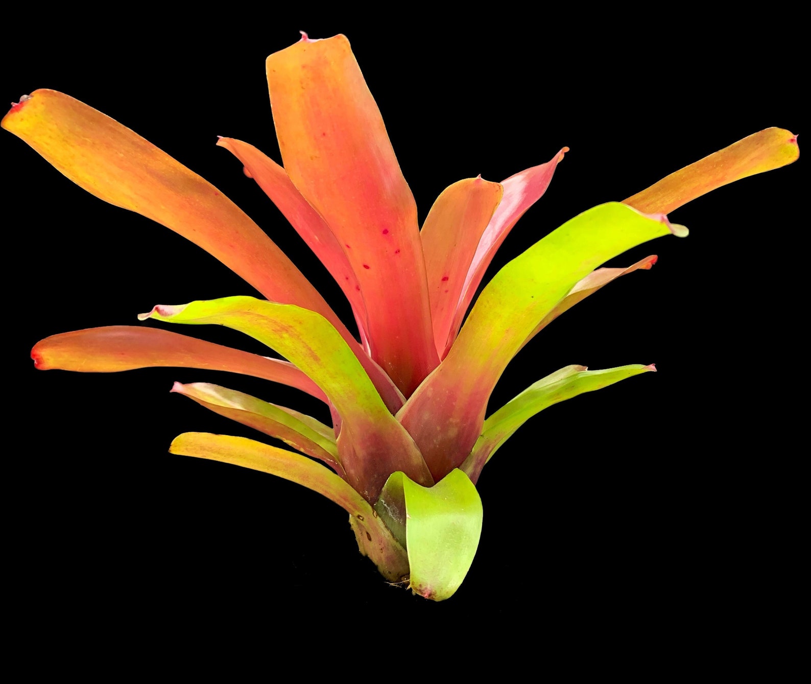 Neoregelia Super Fireball - Etsy