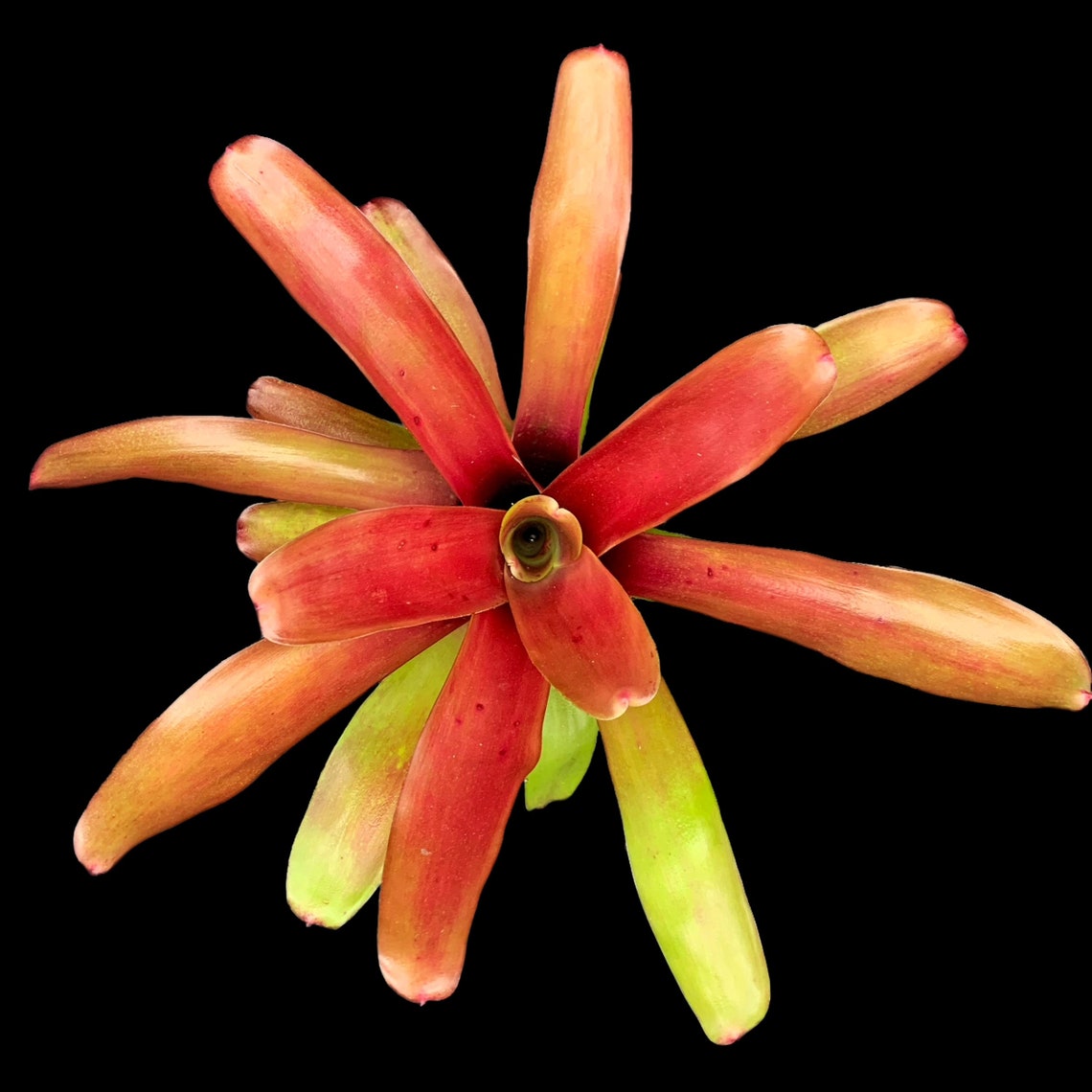 Neoregelia Super Fireball - Etsy