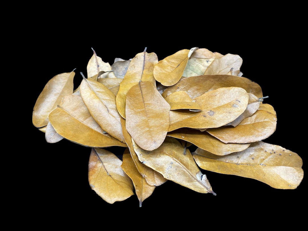 Live Oak Leaf Litter - Etsy