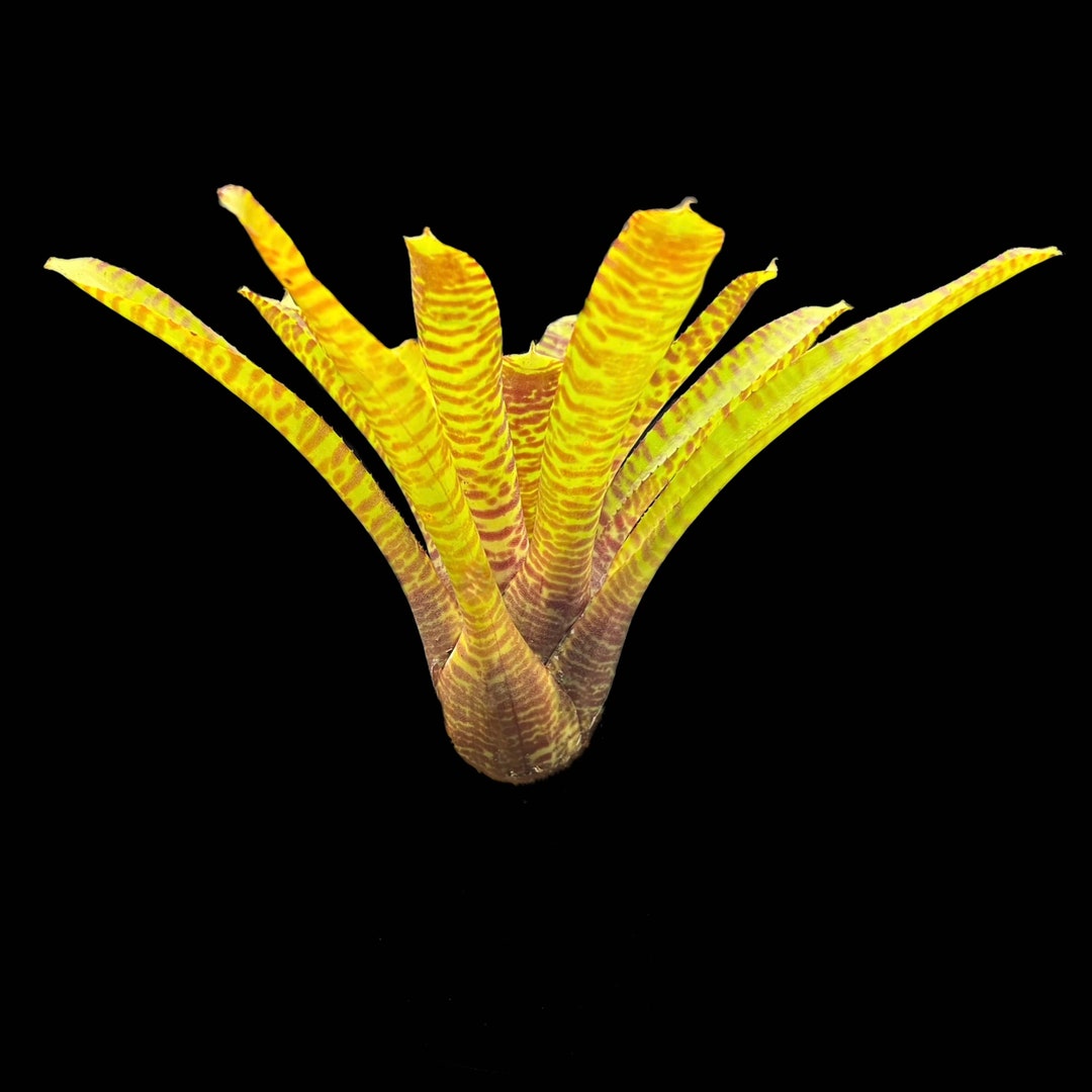 Neoregelia Popoki - Etsy