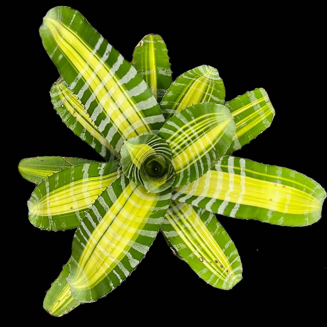 Aechmea Chantinii Samurai - Etsy