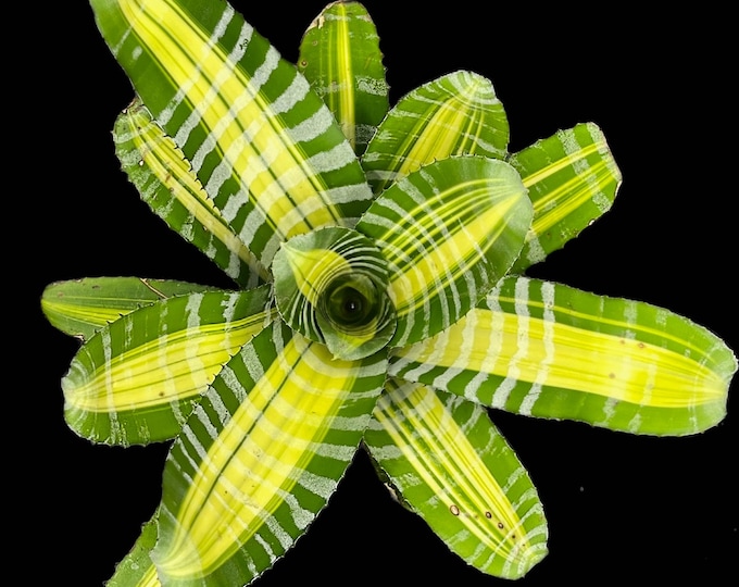 Aechmea Chantinii Samurai - Etsy