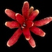 Neoregelia Fireball - Etsy