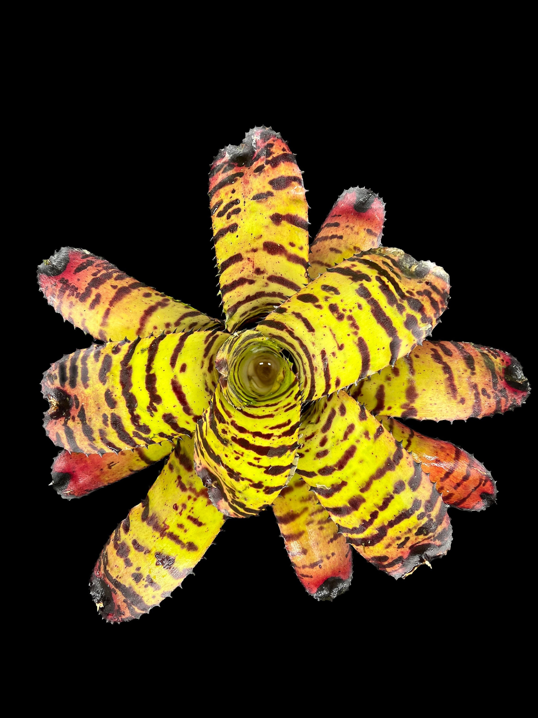 Neoregelia Tiger - Etsy