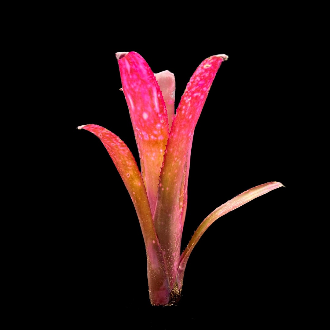 Billbergia Teng EE - Etsy
