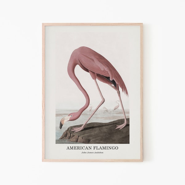 Pale Flamingo Print - Etsy