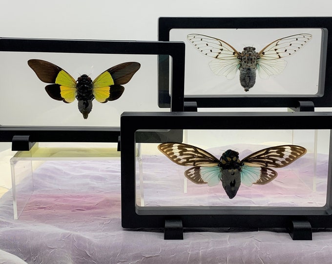 Beautifully Mounted Cicada Specimens White Ghost, Blue, Trengganus ...