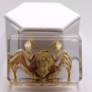 Nature Preserved: Real Soldier Crab Insect in Resin, Special Decor ...