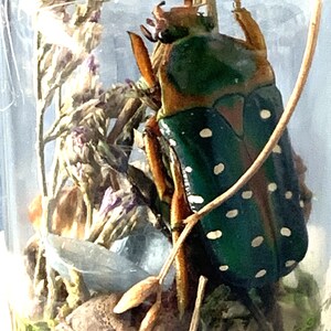African Beetle (mistletoe Beetle) High-quality Glass Bottle, Exotic ...