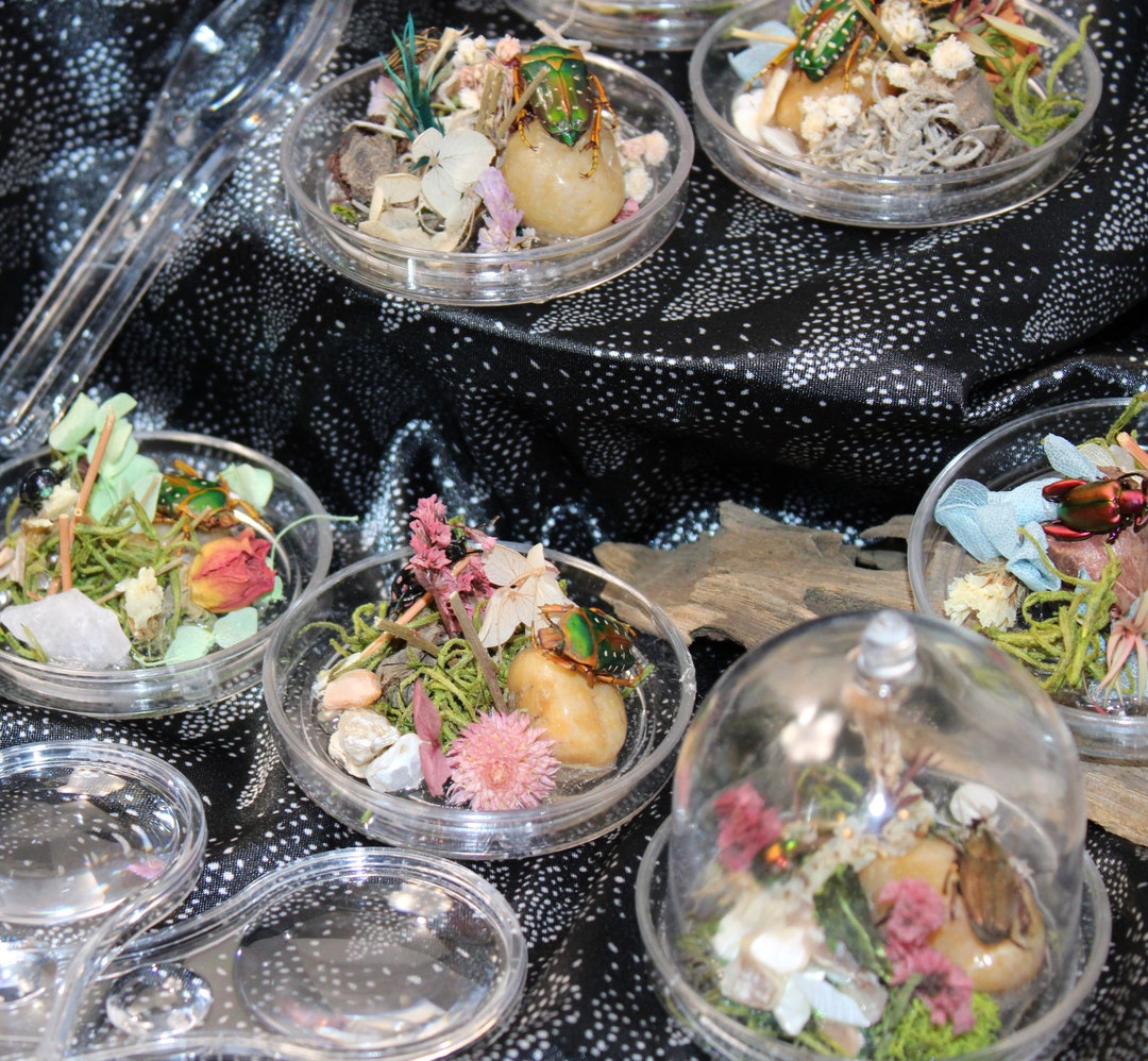 Whimsical Bug Dome, Beetle Specimen Display, Fascinating Conversation ...