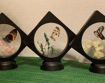 Butterfly Display (1,000+ Results) | Etsy
