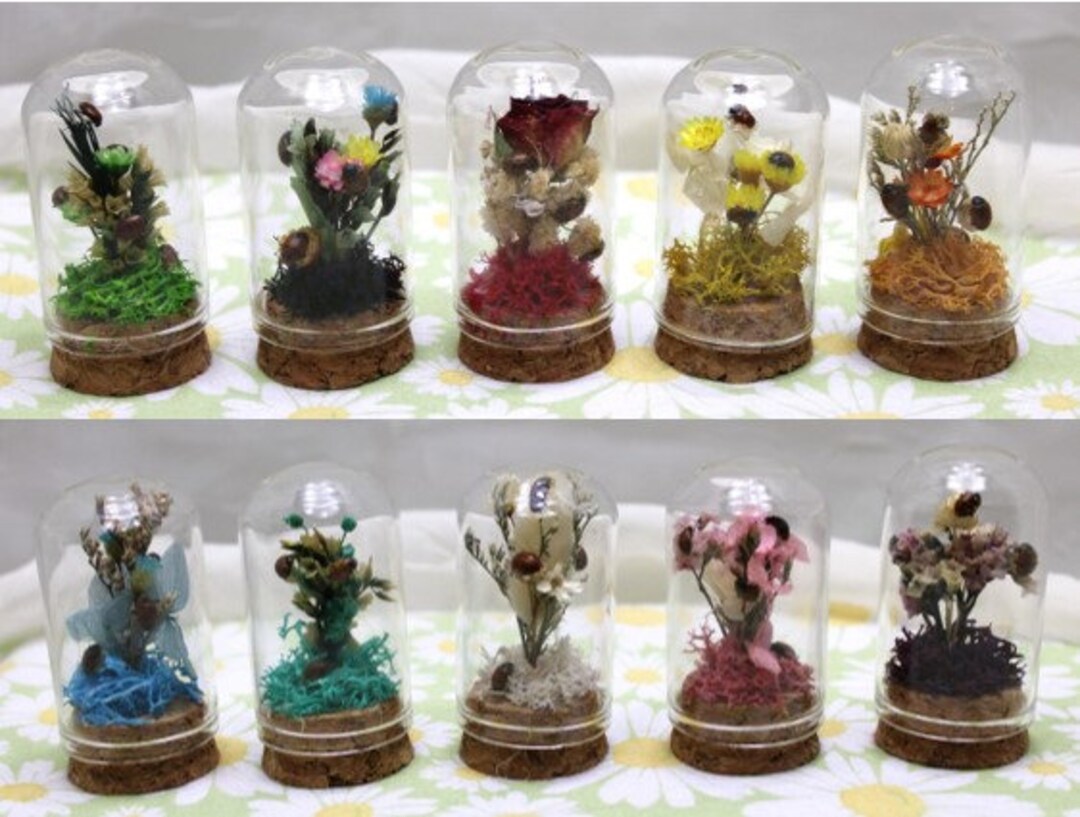 Coccinellidae Ladybug Display in Cloche Bottle. Stunning Home Decor ...