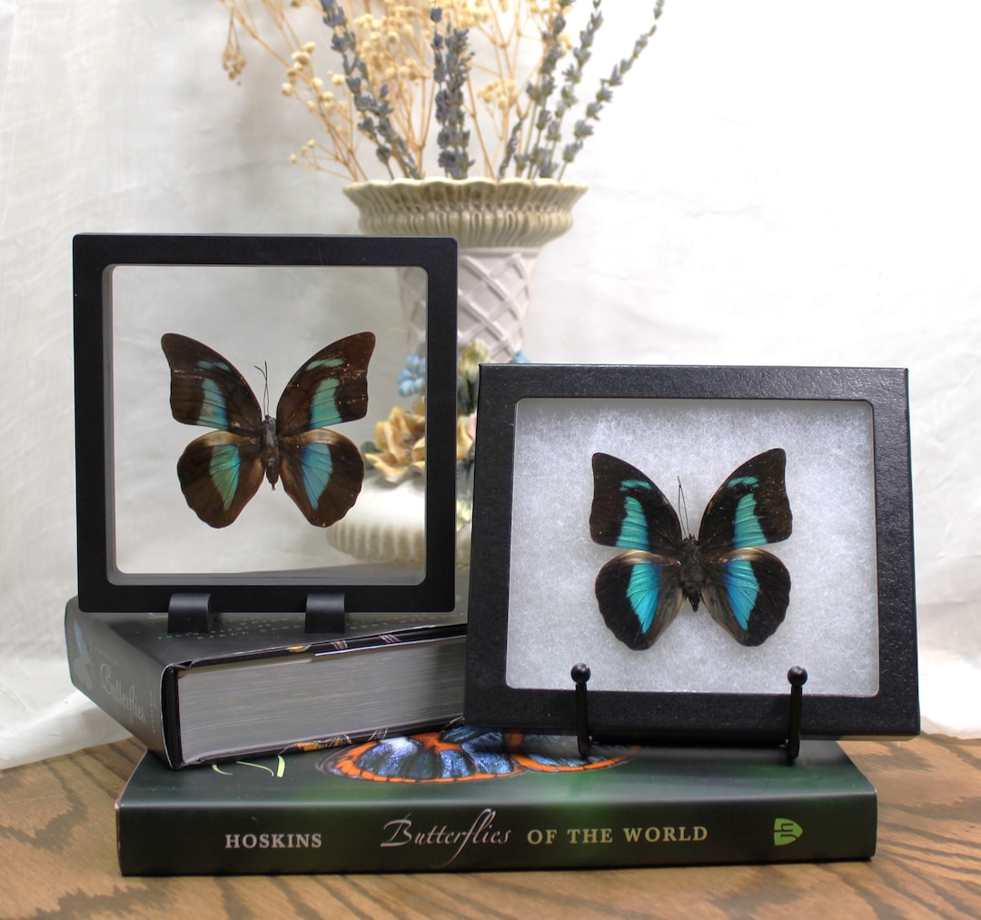 One-spotted Prepona Butterfly Display 3D Floating or Riker Frame ...