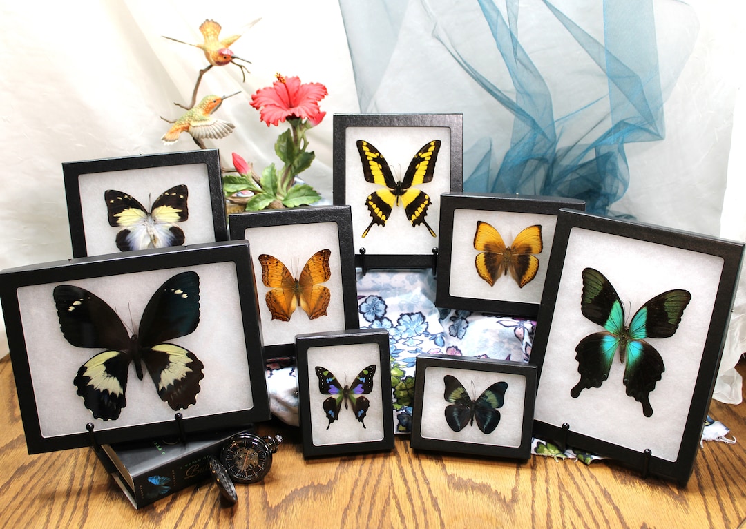 Riker Frames Glass Top Display - High-quality Butterfly Specimens ...
