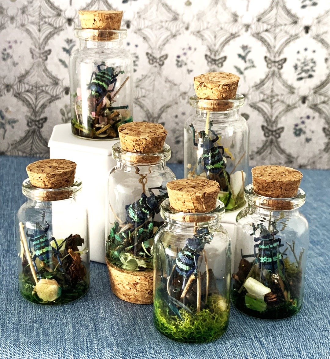 Sustainable BLUE WEEVIL in Glass Bottle. Eupholus Magnificus Display ...