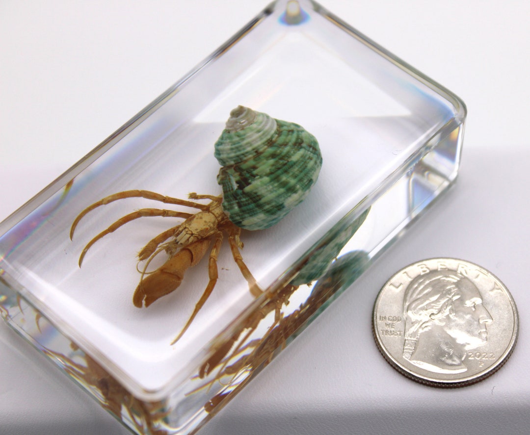 Real Hermit Crab Encased in Clear Resin, Marine Life Display - Etsy
