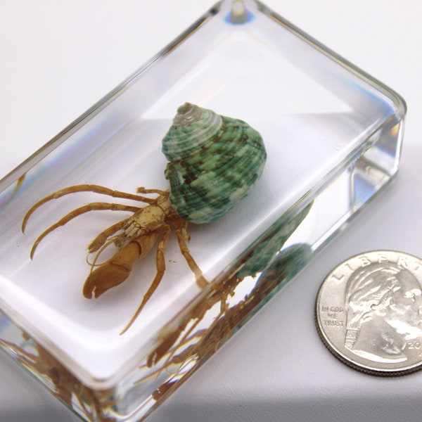 Crab Gift - 60+ Gift Ideas for 2024