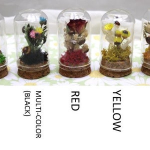 Coccinellidae Ladybug Display in Cloche Bottle. Stunning Home Decor ...