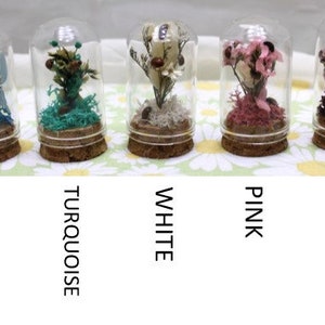 Coccinellidae Ladybug Display in Cloche Bottle. Stunning Home Decor ...