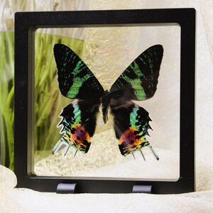 Framed Sunset & Green-banded Moth: 3D Floating Display - Etsy