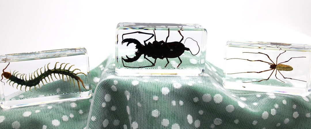 Resin Insect Block – Golden Silk Spider, Centipede, Whip Scorpion - Etsy