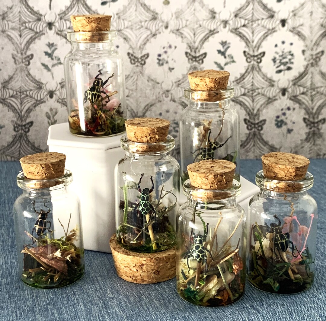 Pachyrhynchus Weevil Specimen in Glass Bottle, Unique Geometric Pattern ...