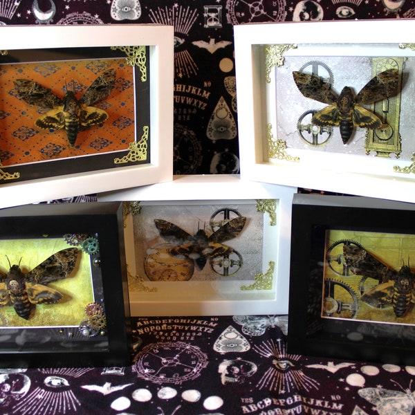 Death Head Moth - Etsy