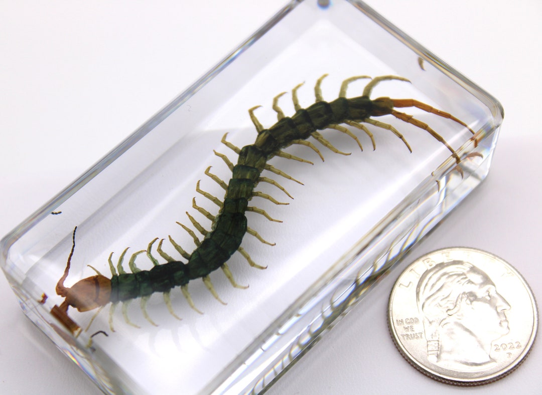 Real Centipede in Clear Resin Art Block, Handmade Arthropod Art Piece ...
