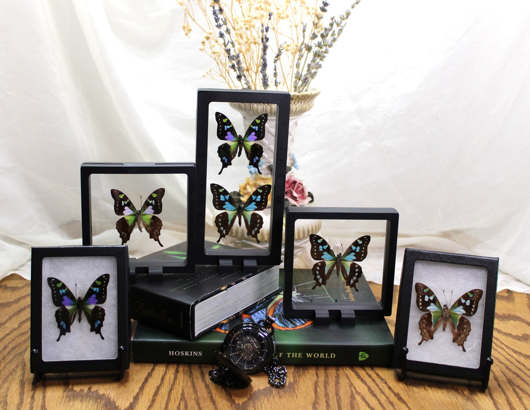 Framed Graphium Butterfly Duo: 3D Floating & Riker Frames - Etsy