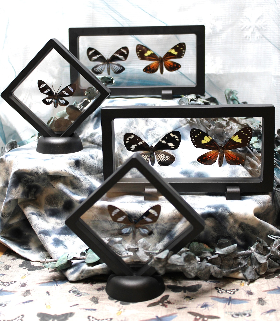 Arctiinae Framed Moth Collection - 3D Floating Frame, Captivating Home ...