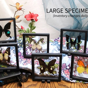 Random Butterfly in a 3D Floating Frame Displaying Full Wing Beauty ...