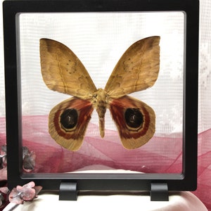 Captivating Framed Moth Displays: Automeris & Antheraea Species, 3D ...