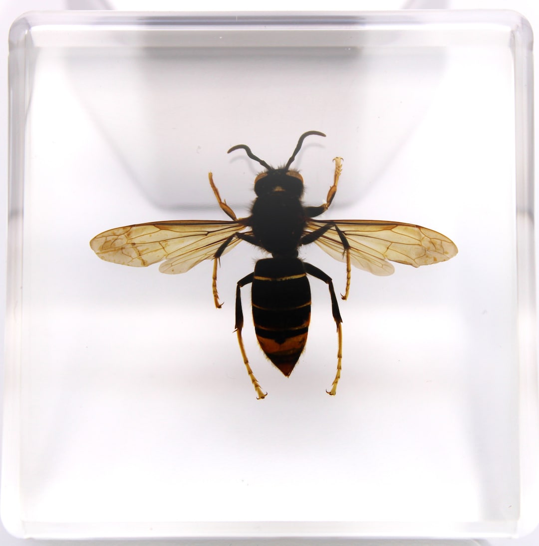Asian Hornet Encased in Resin, Fascinating Science Display, Ideal for ...