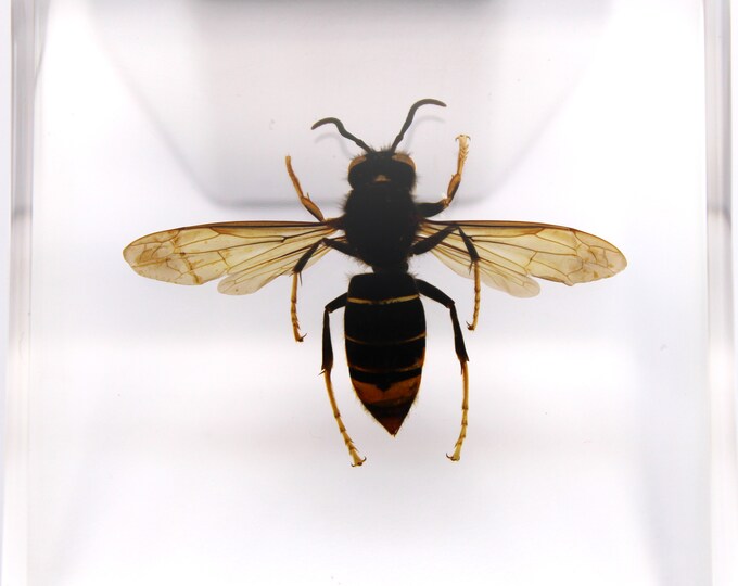 Asian Hornet Specimen, Clear Resin Encased Insect Display - Etsy