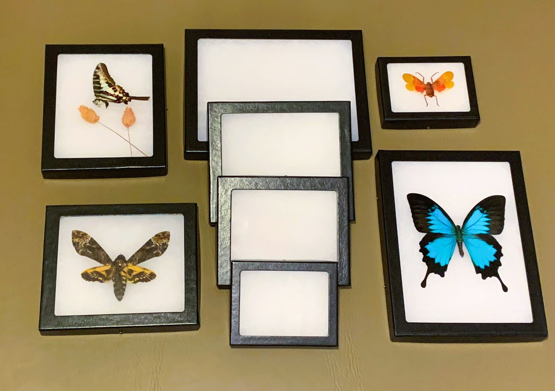 Classic Riker Mount Frames, Glass Top Display for Collectibles. DIY ...