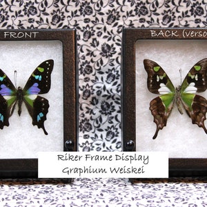 Framed Graphium Butterfly Duo: 3D Floating & Riker Frames - Etsy