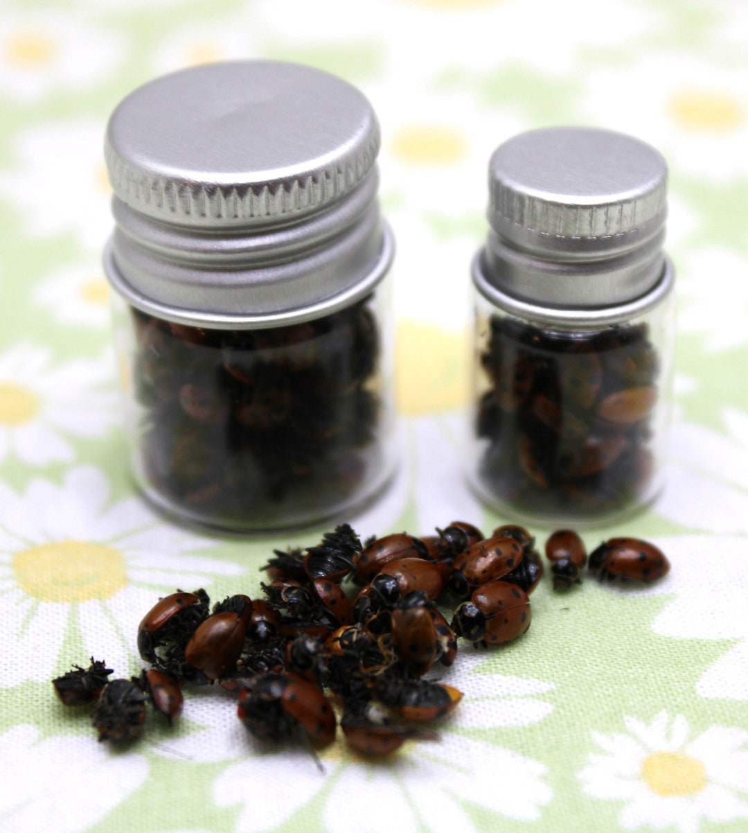 Ladybug Specimens, Packed in Screw Lid Glass Jars for Safe Shipping ...