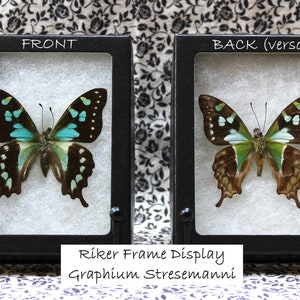 Framed Graphium Butterfly Duo: 3D Floating & Riker Frames - Etsy